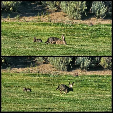 The Size Of A Jackrabbit Vs Cottontail Rabbit Oc Rmildlyinteresting