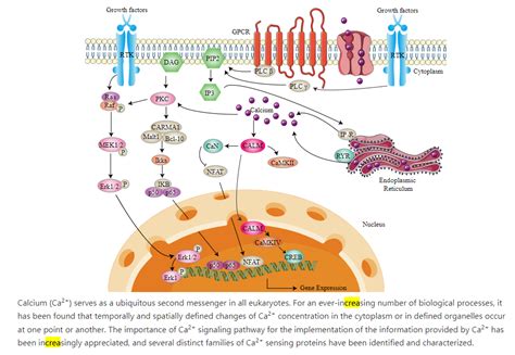 Calcium Signaling Pathway Steps At Eric Massey Blog