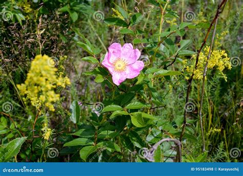 Eglantine Flower Rosada Foto De Archivo Imagen De Flor 95183498
