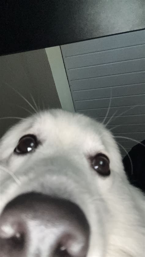 Re Introducing Gabriel Grubba Announce Meteor Forum