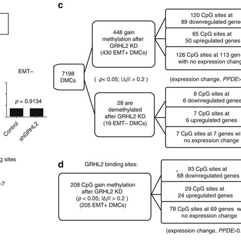 Signaling Pathways In The Proneural Mesenchymal Transition Pmt Pmt Download Scientific
