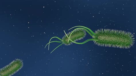 3d Animation Of Escherichia Coli Commonly Known As E Coli 동영상