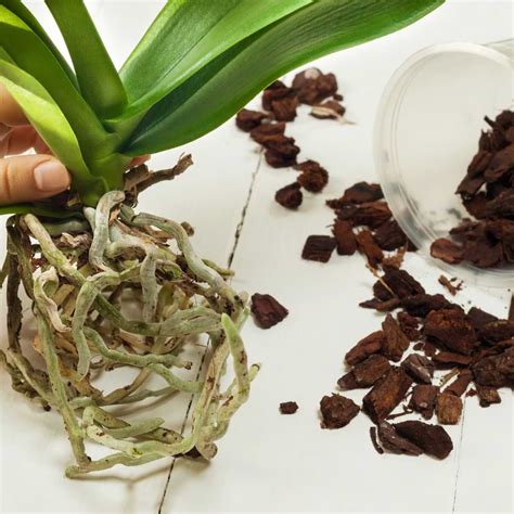 9 Hanging Orchids Care Guide And Hanging Ideas