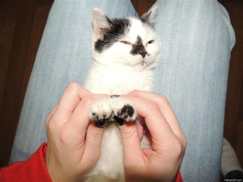 Kitten Dancing Kitten Hugging Gif Wifflegif