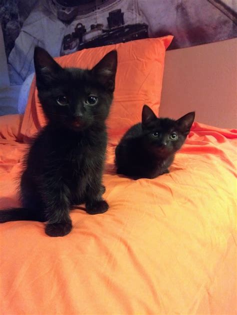 My Cute Wormmon Have Grow Up And Now He Have Become A Hero ~~kamen Rider Stingmon 😆😆 R Digimon