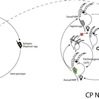 Experimental Design Showing The Sex Asex CP X OP Cross Rare Asexual Download Scientific
