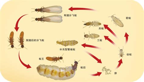 初夏之际，小心白蚁出没！