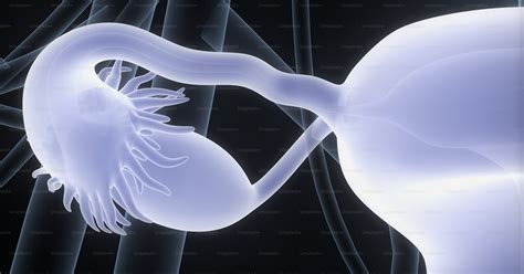 女性の生殖器系の解剖学の3dイラストレーションコンセプトの写真 子宮頸管 Unsplashの写真