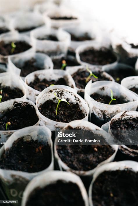 비료와 비옥한 토양에 성장 하는 젊은 식물 묘목 아기 식물 묘목 새싹 오이 모종 계절 동향 신선한 천연 유기농 제품 컨셉 0명에 대한 스톡 사진 및 기타 이미지 Istock