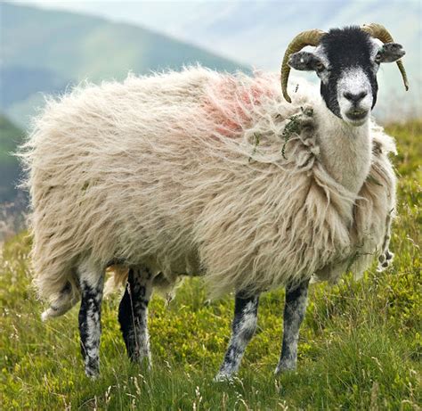 Swaledale Sheep Origin Characteristics Uses Photo