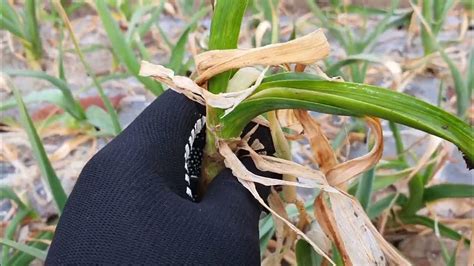 2월18일 마늘밭 상황아직 방제전인데 또 무름병이 찾아왔네요ㅠ Youtube