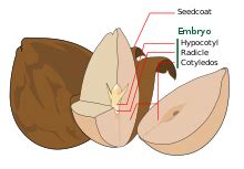 Seed Wikipedia