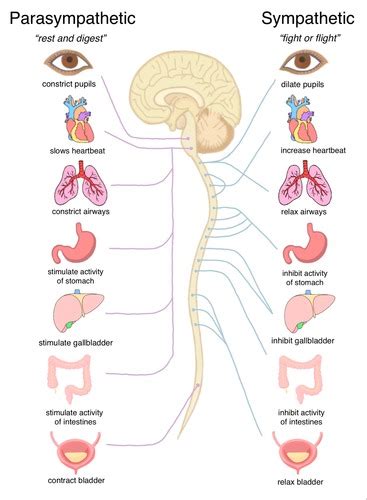 Autonomic Nervous System Flashcards Quizlet