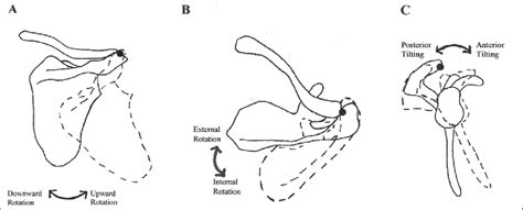 Figure 1 From The Analysis Of 3d Scapular Kinematics And Emg Of The
