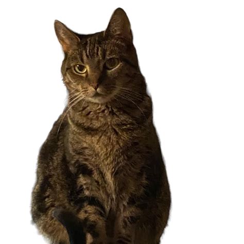 Standard Issue Pickle Rstandardissuecat
