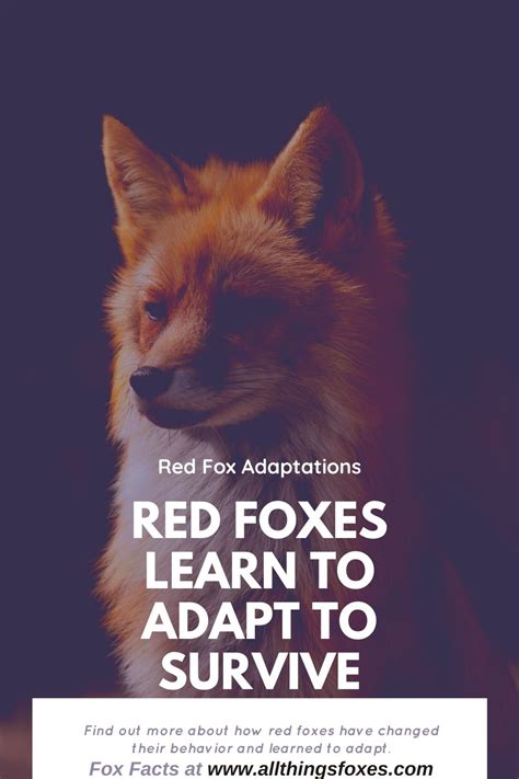 Red Fox Adaptations How They Survive How They Survive All Things