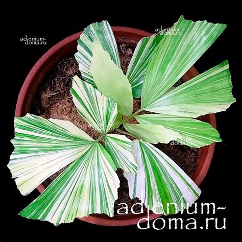 Caryota MITIS Variegata (Кариота, Пальма 'Рыбий хвост'): купить 1 семя ...