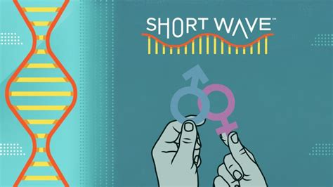 How Is Sex Determined Scientists Say Its Complicated Short Wave The Warren Alpert Medical