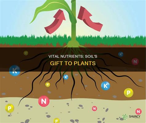 Vital Nutrients Soil S Gift To Plants ShunCy