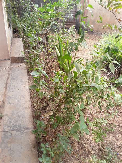 Anaele Adis Iroh Auf Linkedin Cooling Earth Chromolaena Odorata The Odorata Is One Plant I