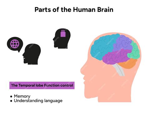 Premium Vector Parts Of Human Brain Anatomy With Colored Parts