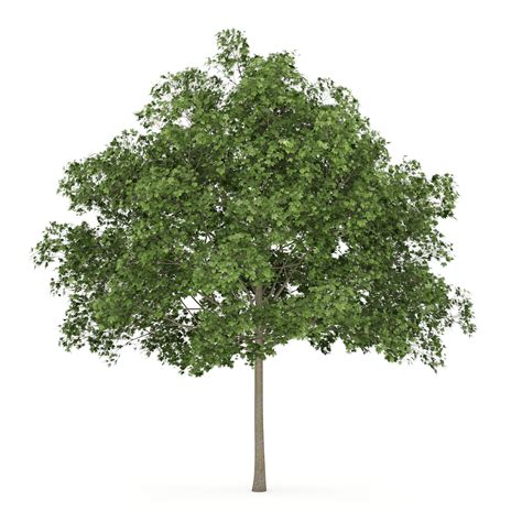 Cgaxis Models Volume 34 Trees Iv C4d 3d Model Cgtrader