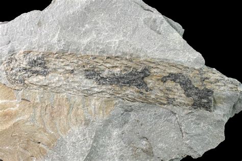 5 7 Pennsylvanian Fossil Scale Tree Lepidodendron Plate Kentucky 160248 For Sale