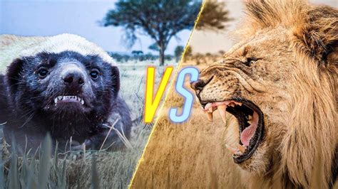 Honey Badger Attacking Lion At Brooke Way Blog