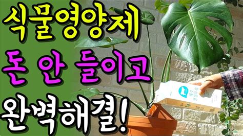 식물영양제 사지 마세요 생활에서 언제나 가능한 식물영양제 주는 법 식물영양제 만들기 일부러 하지 마세요 Youtube