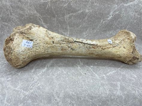 Cave Bear Tibia