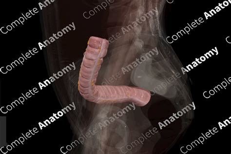 Sigmoid Colon Complete Anatomy Sigmoid Colon Complete Anatomy