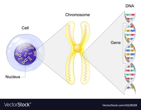 Dna Gene Diagram