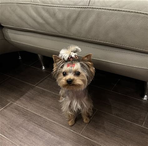 יורקשייר טרייר לשידוך בנהריה מודעה 144887 כלבים לוח חיות מחמד הומלס