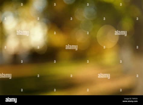 Abstract Blurred Nature Background Forest Trees Sunny Day Sun Glare Bokeh Defocused