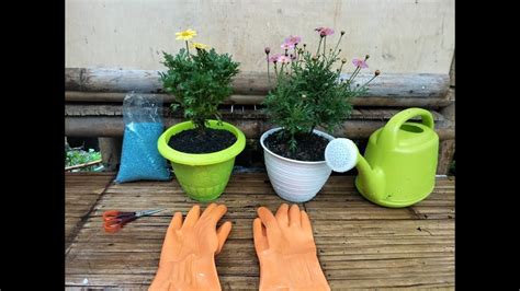 Info Terbaru Cara Menanam Bunga Aglonema Online