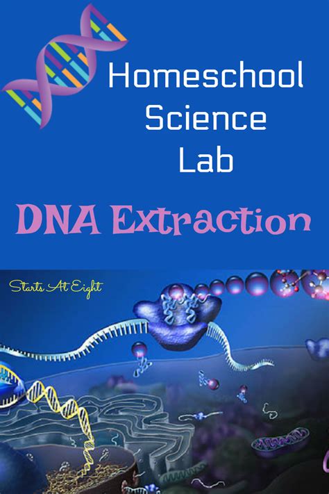 Homeschool Science Lab Dna Extraction Lab Startsateight