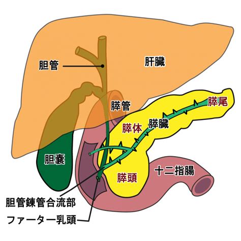 胆管炎と胆嚢炎は同じ？違いは？ 日常の情報収集サイト