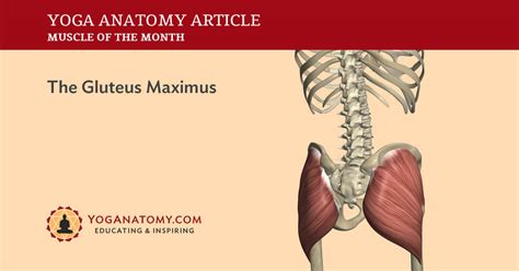 Gluteus Maximus Muscle Its Attachments And Actions Yoganatomy