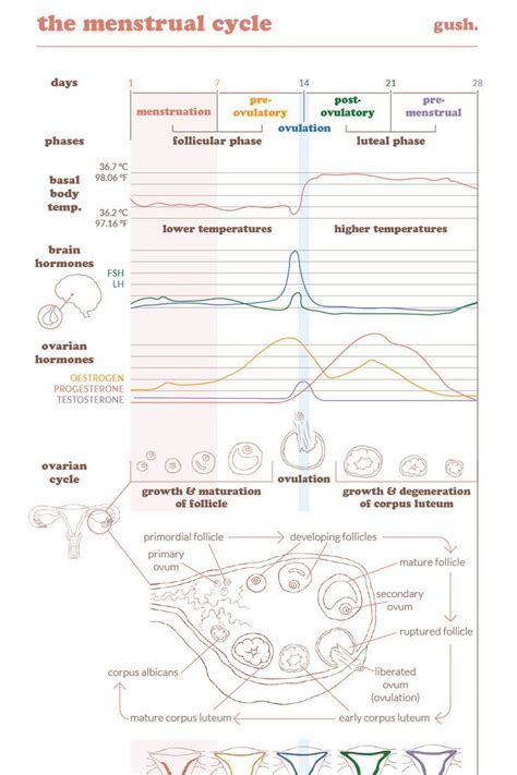 Reproductive Cycle Chart