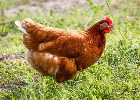 10 Popular Brown Chicken Breeds The Happy Chicken Coop