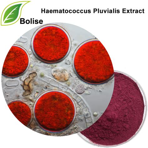 Buy Haematococcus Pluvialis Extract Pricefor Salesupply From Bolise