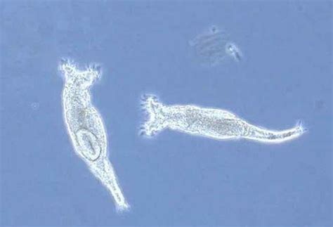 Bdelloid Rotifers Skip Sex Eat Dna To Survive New Study Suggests Huffpost Impact