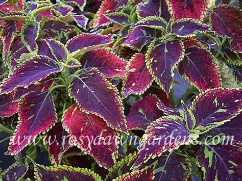 Coleus Varieties 35 Different Types Of Coleus Cultivars Artofit