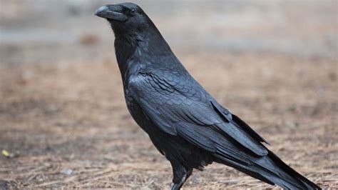 The Raven Black Bird For The Birds Ravens Common And Amazing Local
