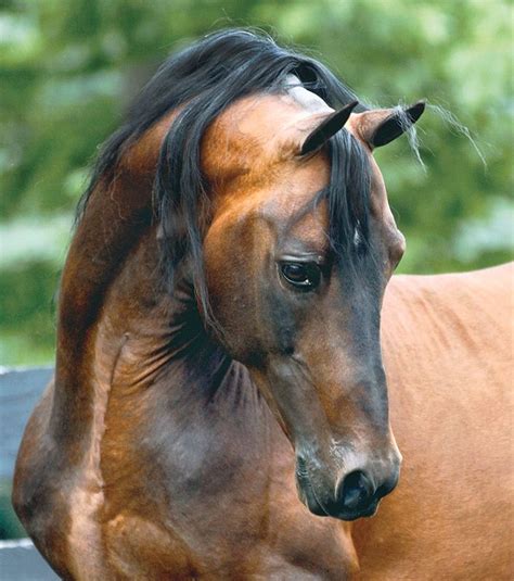 A Morgan For Everyone Horse Journals Horses Morgan Horse Pretty