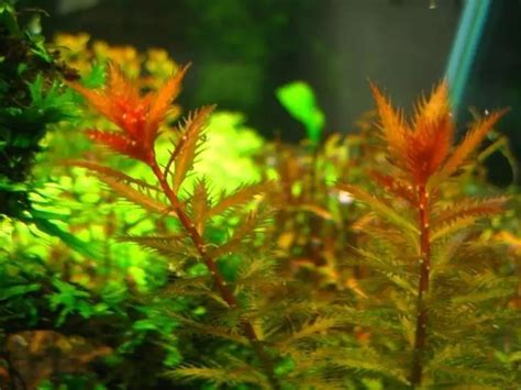 草缸迷·百科——红雨伞