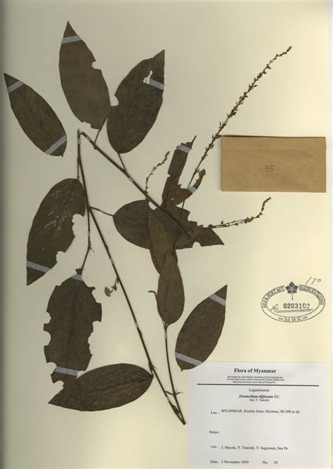 Desmodium Diffusum Dc Myanmar Vascular Plants Database