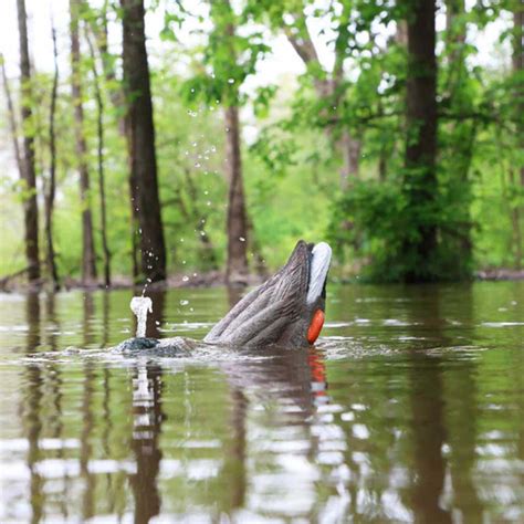 Mojo Dabbler Duck Decoy Rogers Sporting Goods