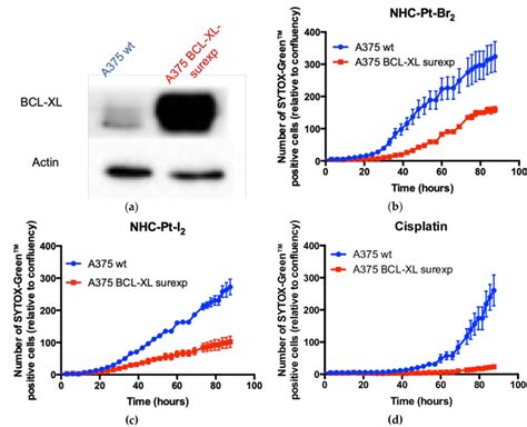 Impact Of Overexpression Of Bcl Xl On The Cytotoxic Efficacy Of Pt Download Scientific Diagram