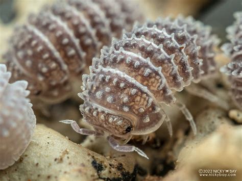 Tuberculated Pillbug Juvenile Armadillo Tuberculatus Flickr